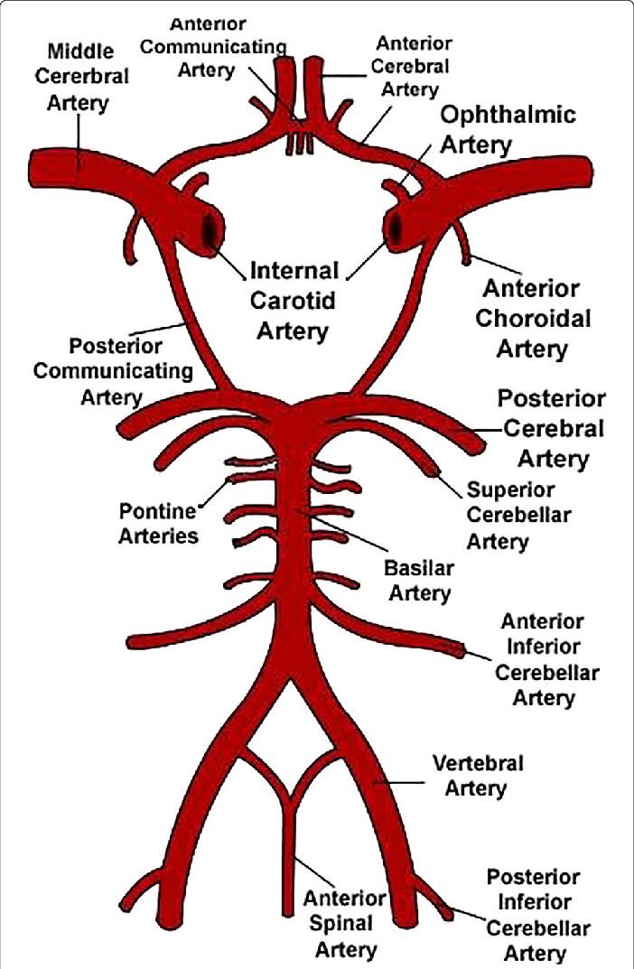 Circle Of Willis: Discription And An Easy Mnemonic To Remember It - Dr ...
